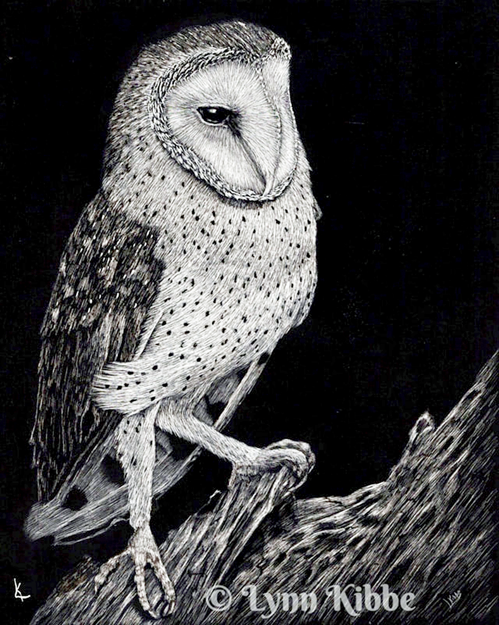 Lynn Kibbe barn-owl-scratchboard | News, Sports, Jobs - The Express